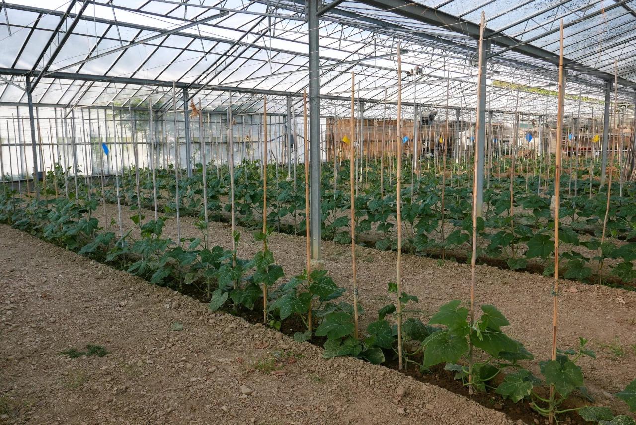 Terreno agricolo in vendita a San Biagio Della Cima