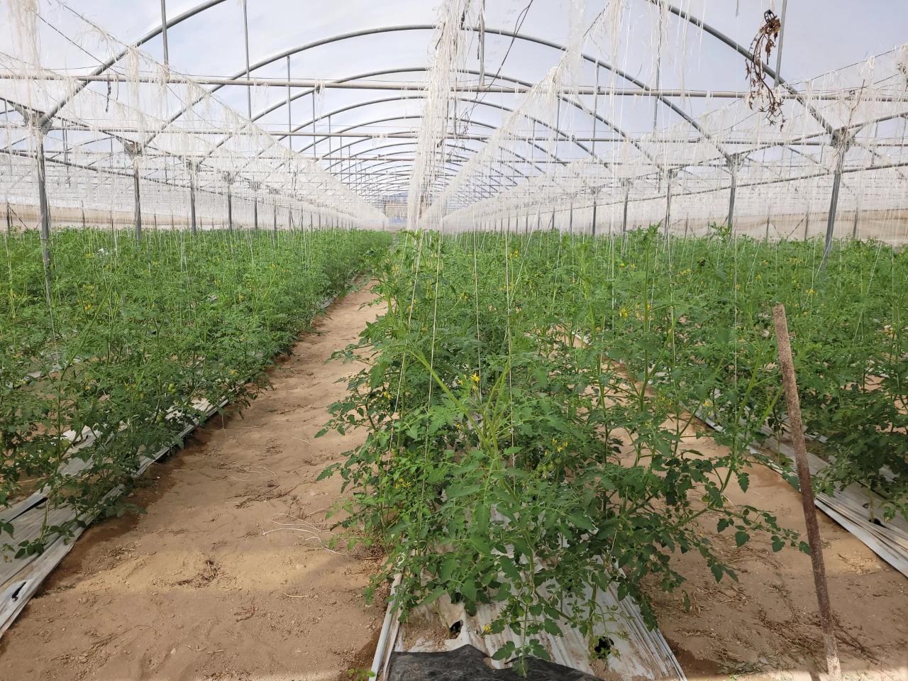 Azienda agricola in vendita a Pachino