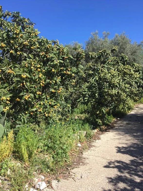 Terreno agricolo in vendita a Siracusa