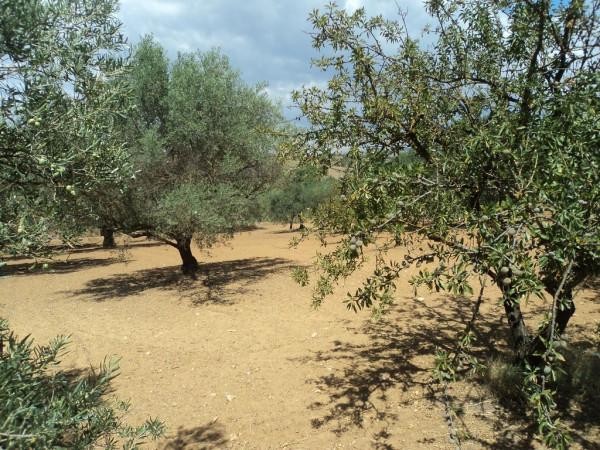 Terreno agricolo in vendita a Caltagirone