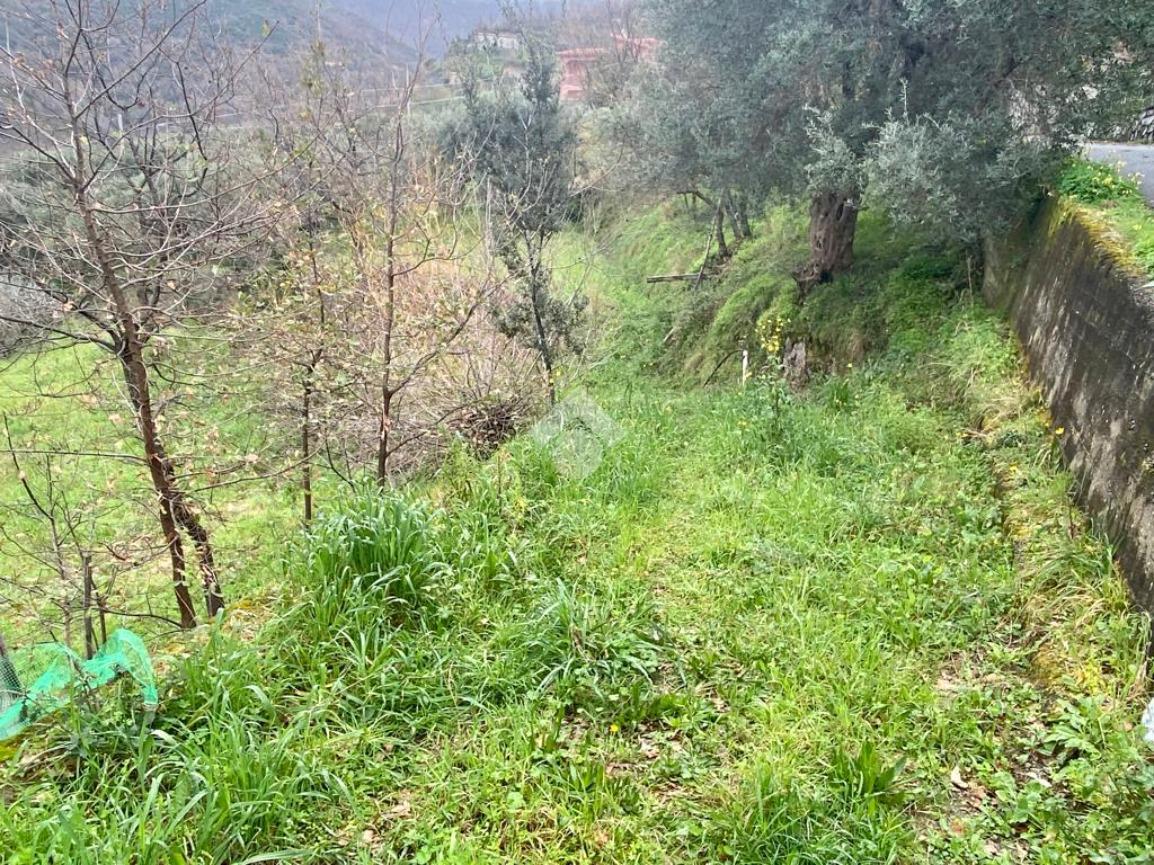 Terreno agricolo in vendita a Belvedere Marittimo