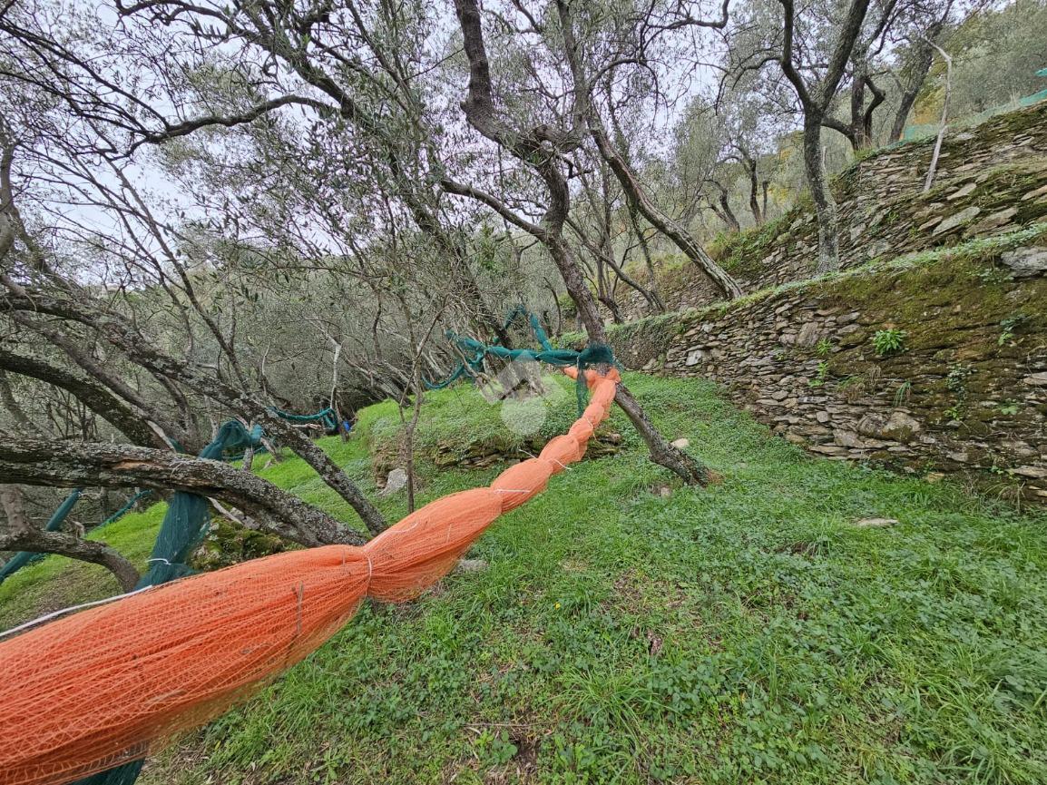 Terreno agricolo in vendita a Lavagna