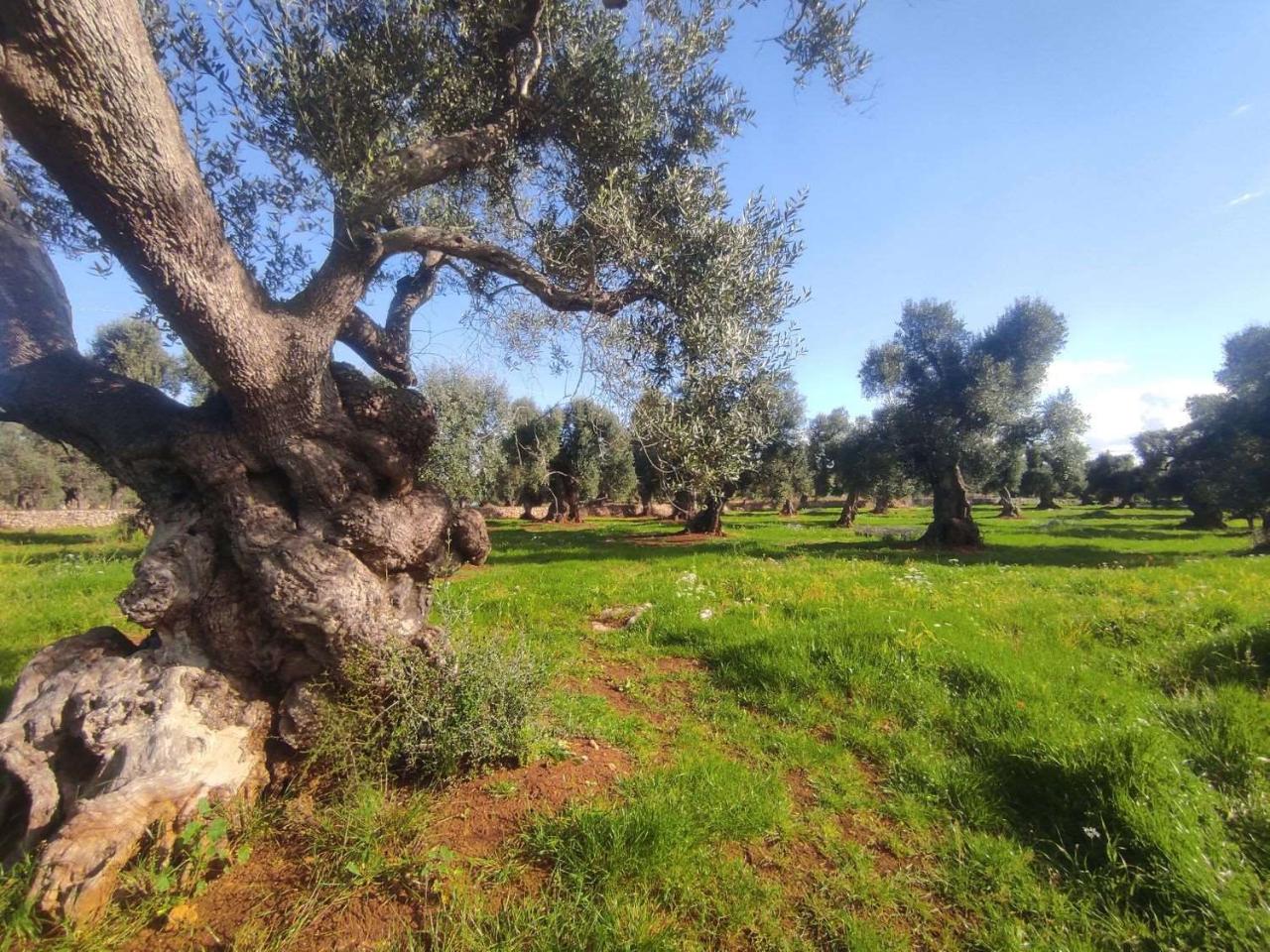 Terreno edificabile in vendita a Carovigno