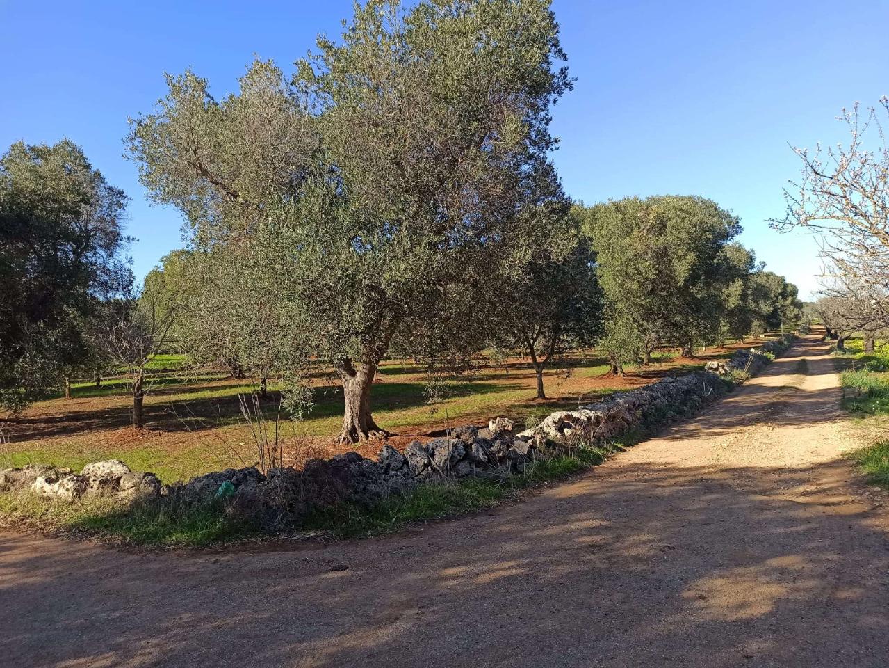 Terreno edificabile in vendita a Carovigno