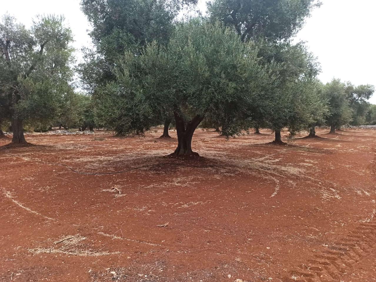 Terreno edificabile in vendita a Carovigno