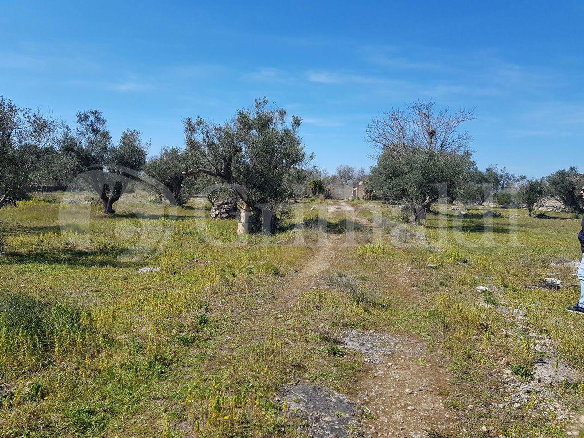 Terreno agricolo in vendita a Sannicola