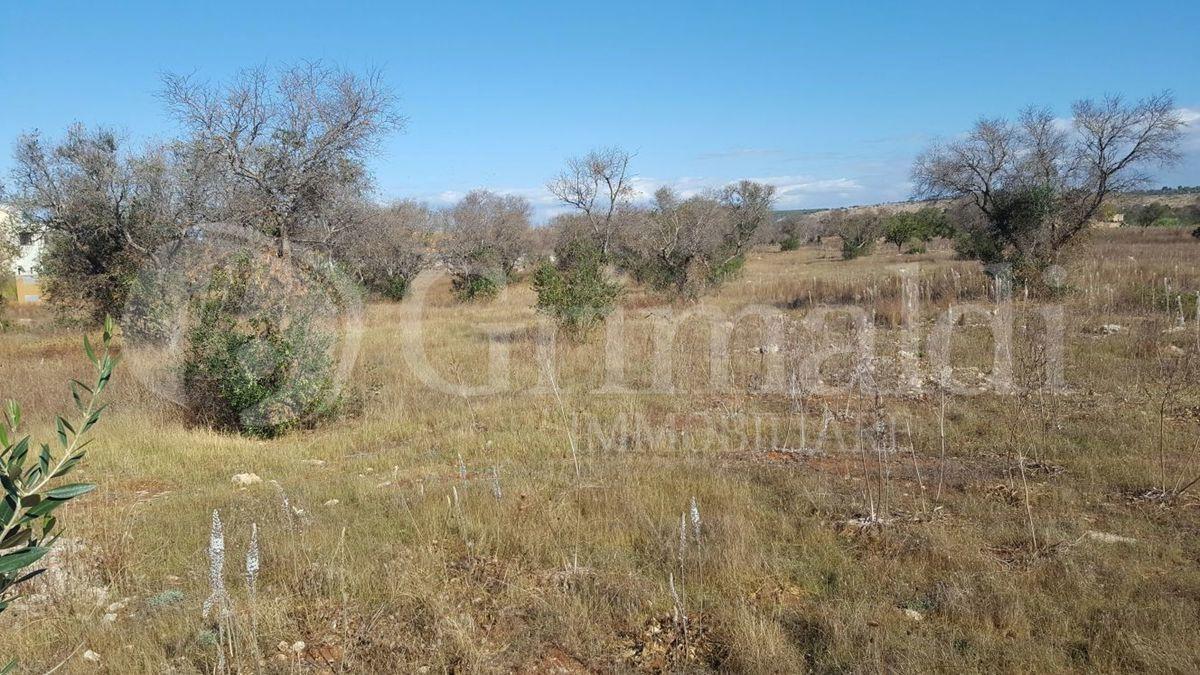 Terreno agricolo in vendita a Gallipoli