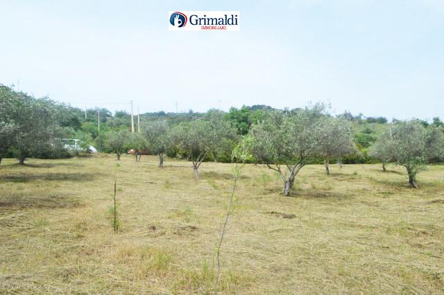 Terreno agricolo in vendita a Castelbuono