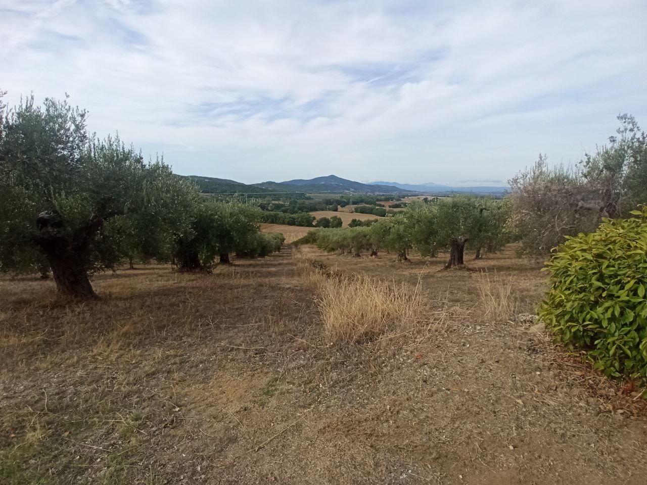 Terreno agricolo in vendita a Panicale
