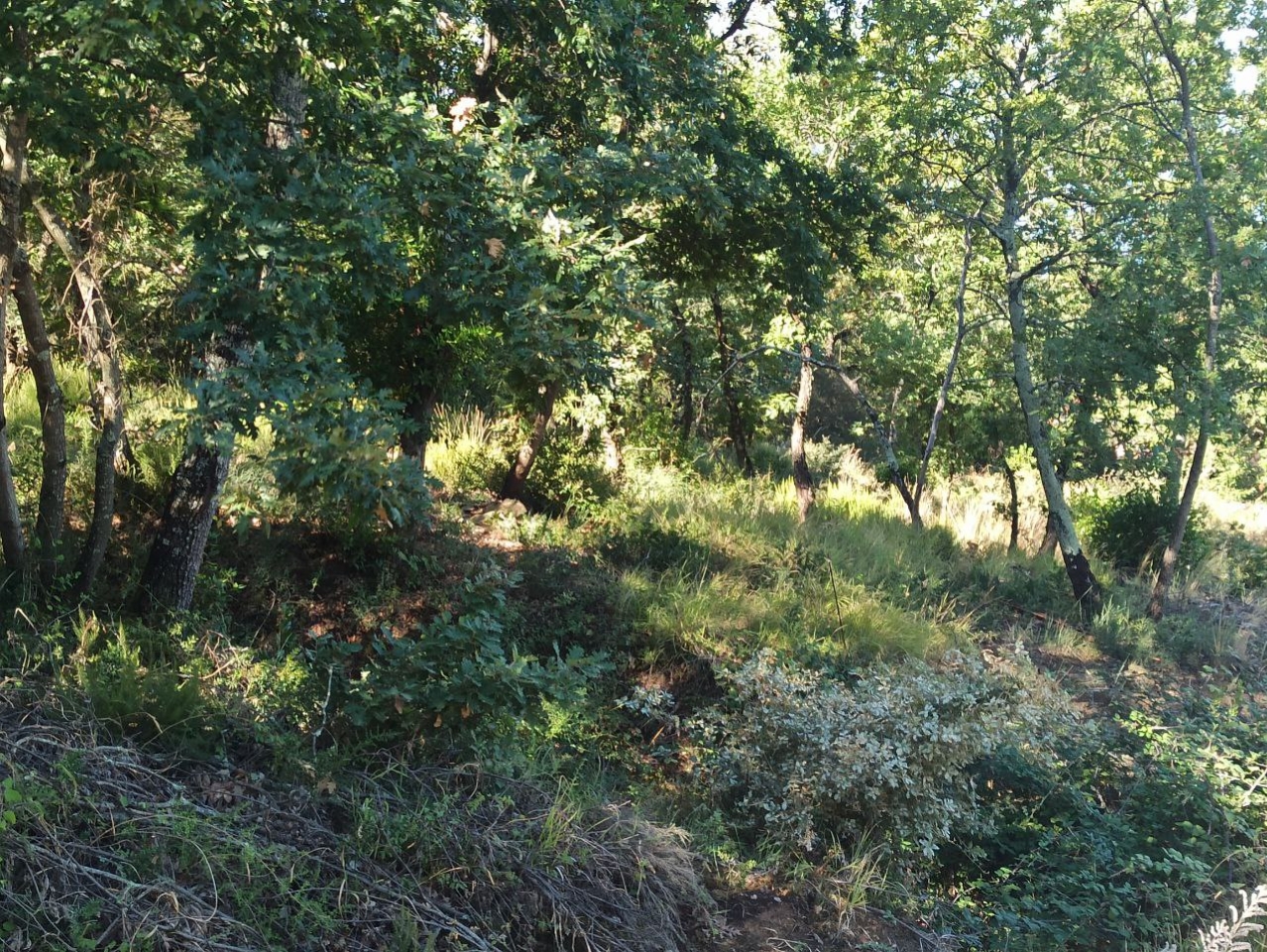 Terreno edificabile in vendita a Castiglione Del Lago