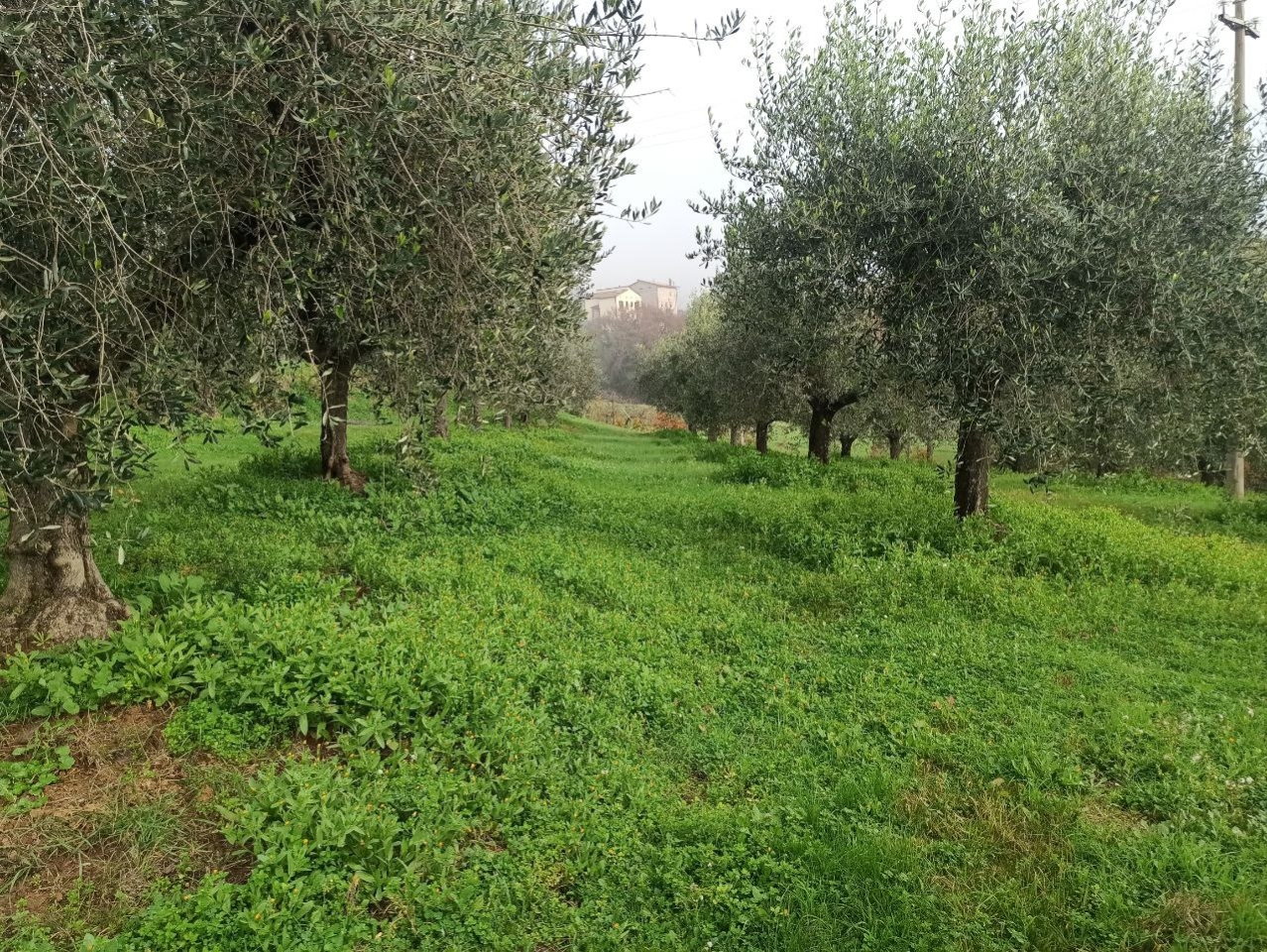 Terreno agricolo in vendita a Panicale