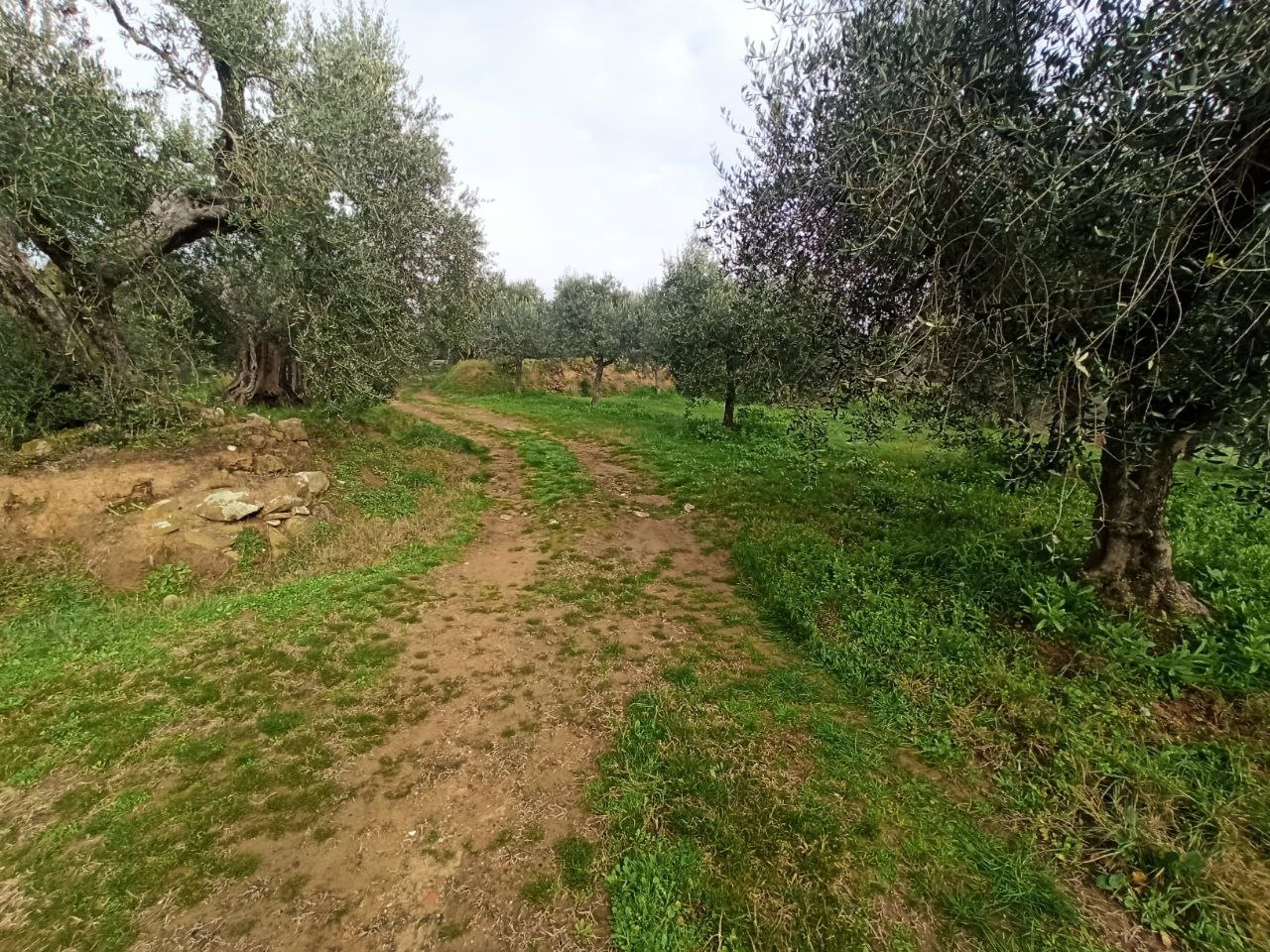 Terreno agricolo in vendita a Panicale